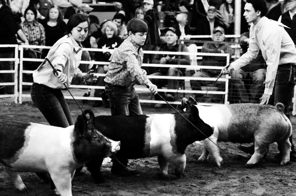 Livestock entries shown at county stock show – The Vernon Daily Record